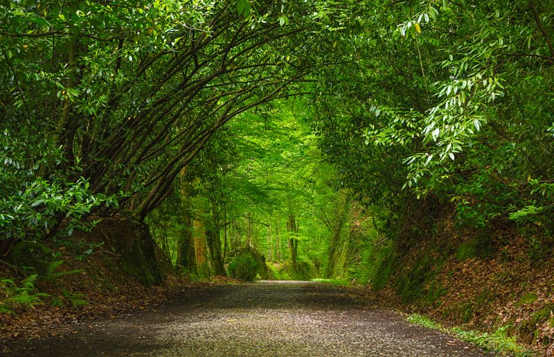 Top 7 Must-See Jungles in Spain