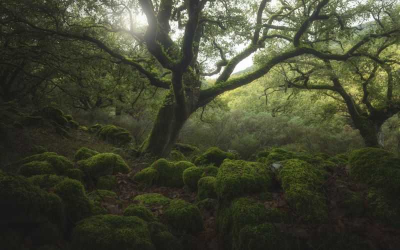 Top 7 Must-See Jungles in Spain