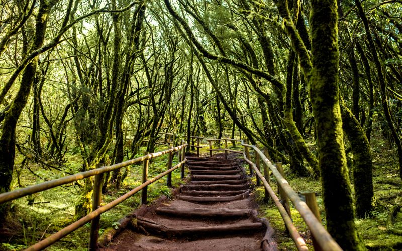 Top 7 Must-See Jungles in Spain