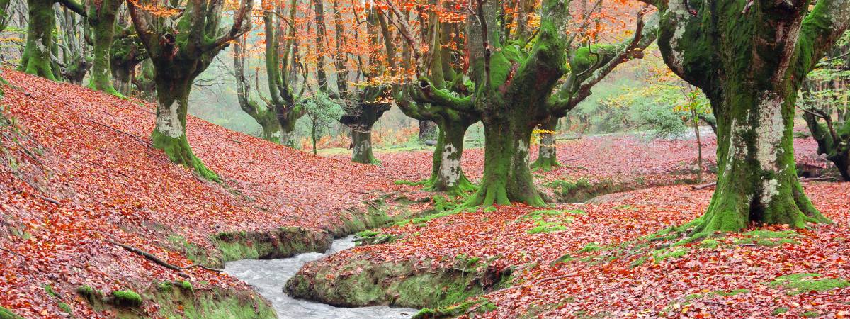The Otzarreta beech forest, a bliss for the 5 senses | A Weekend Getaway