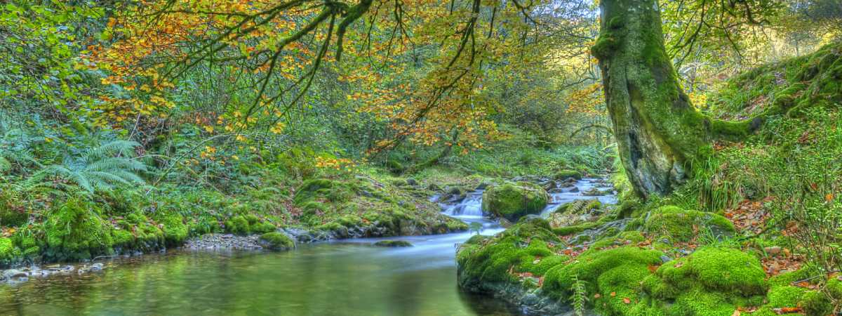 Muniellos forest, a privileged visit to the largest oak forest in Spain