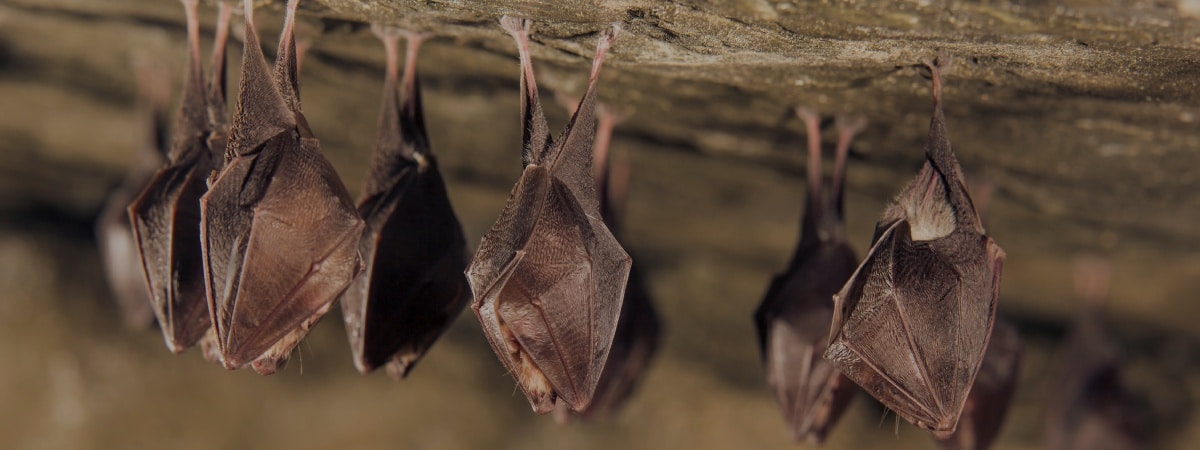 The Bats Cave, the place that changed the Andalusian Neolithic era