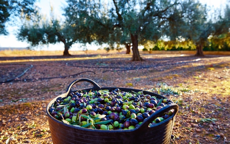 Olive oil for cooking in Spain